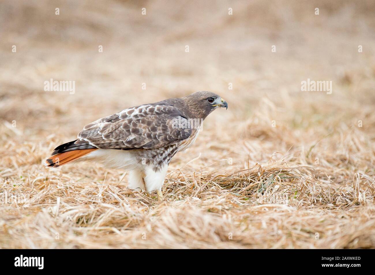Hawk stands hi-res stock photography and images - Alamy