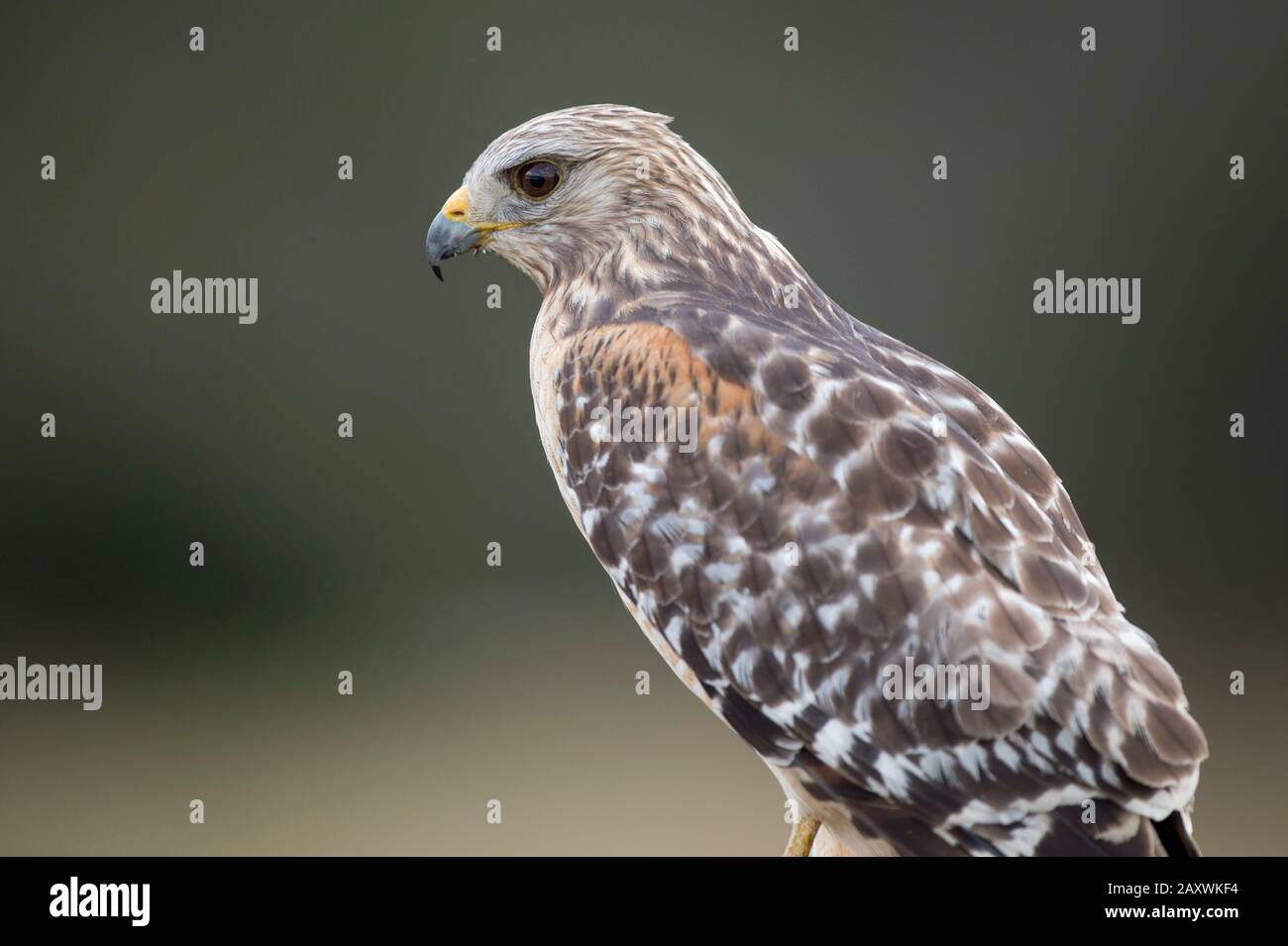 A close portrait of a Red-shouldered Hawk with a smooth background in ...