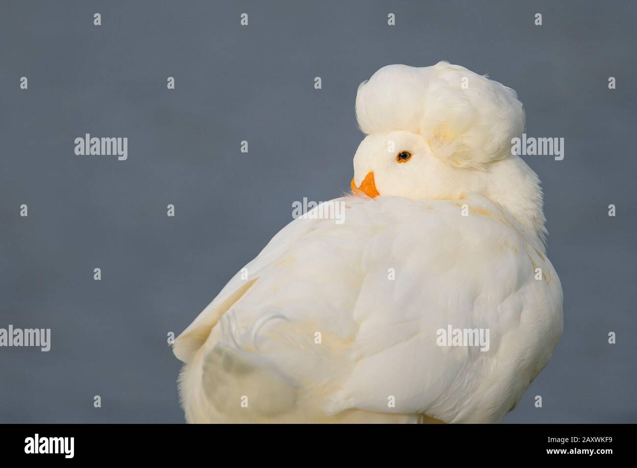 A white duck rests with its beak tucked into its back in the early ...