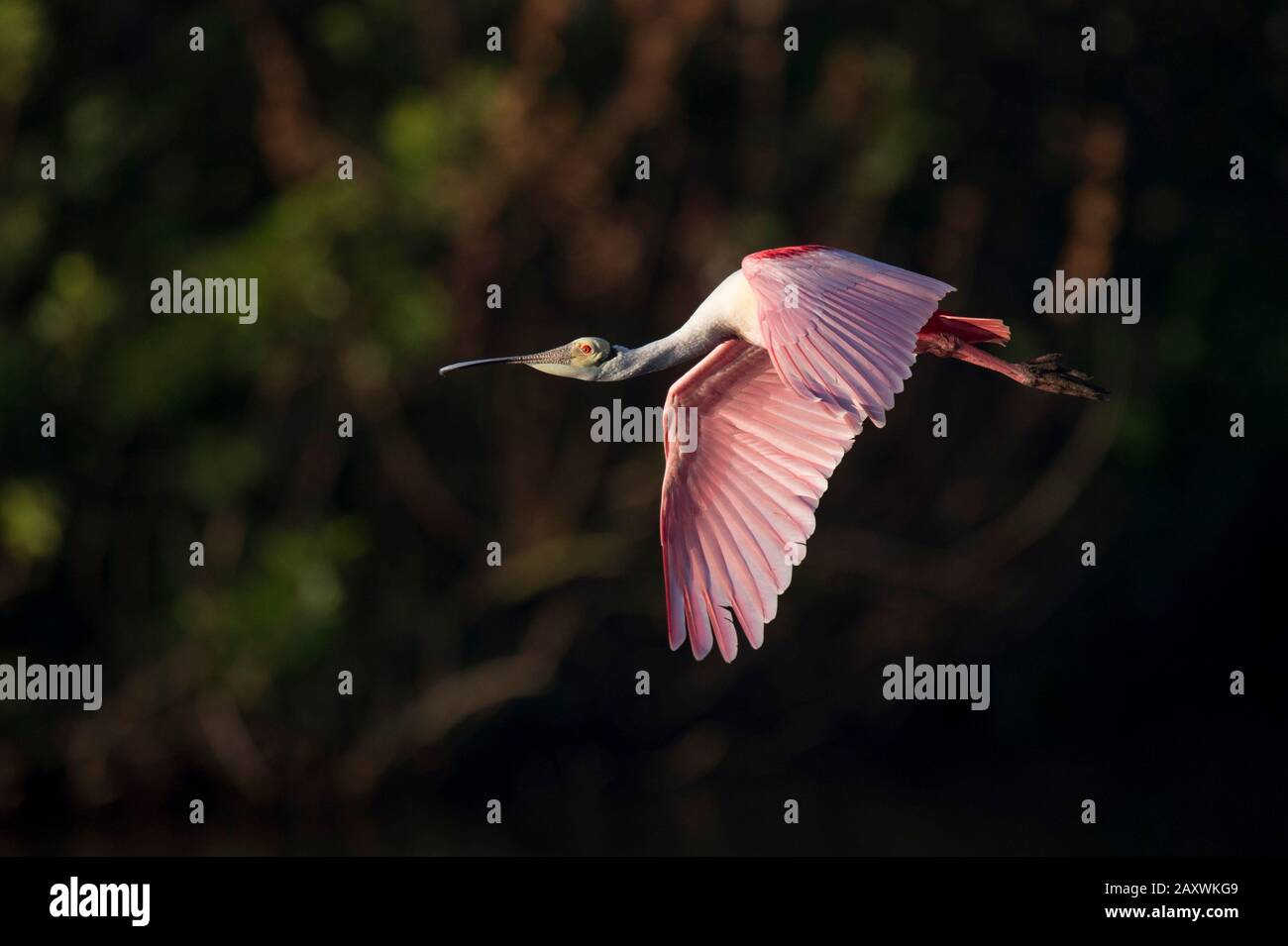 A Roseate Spoonbill flies in front of a dark background as it glows in ...