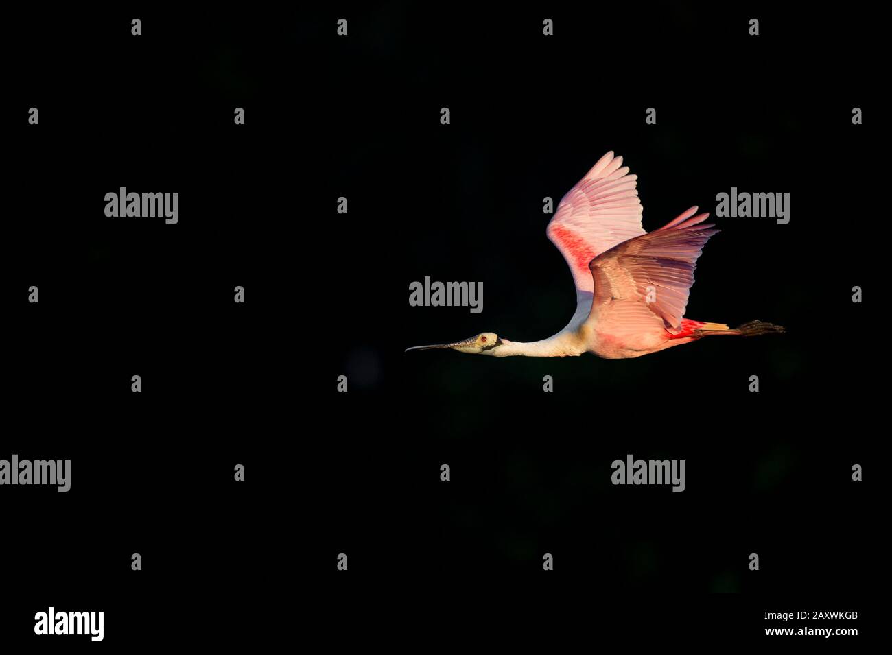 A Roseate Spoonbill flies in front of a dark black background in the ...