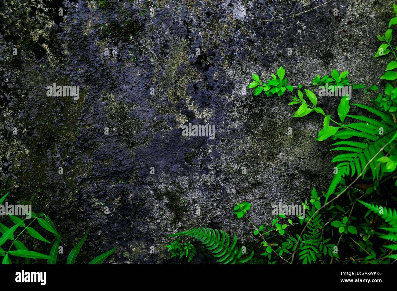 Grunge grey rock wall with green fresh tropical foliage plants ...