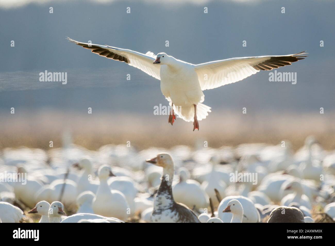Snow goose hi-res stock photography and images - Alamy