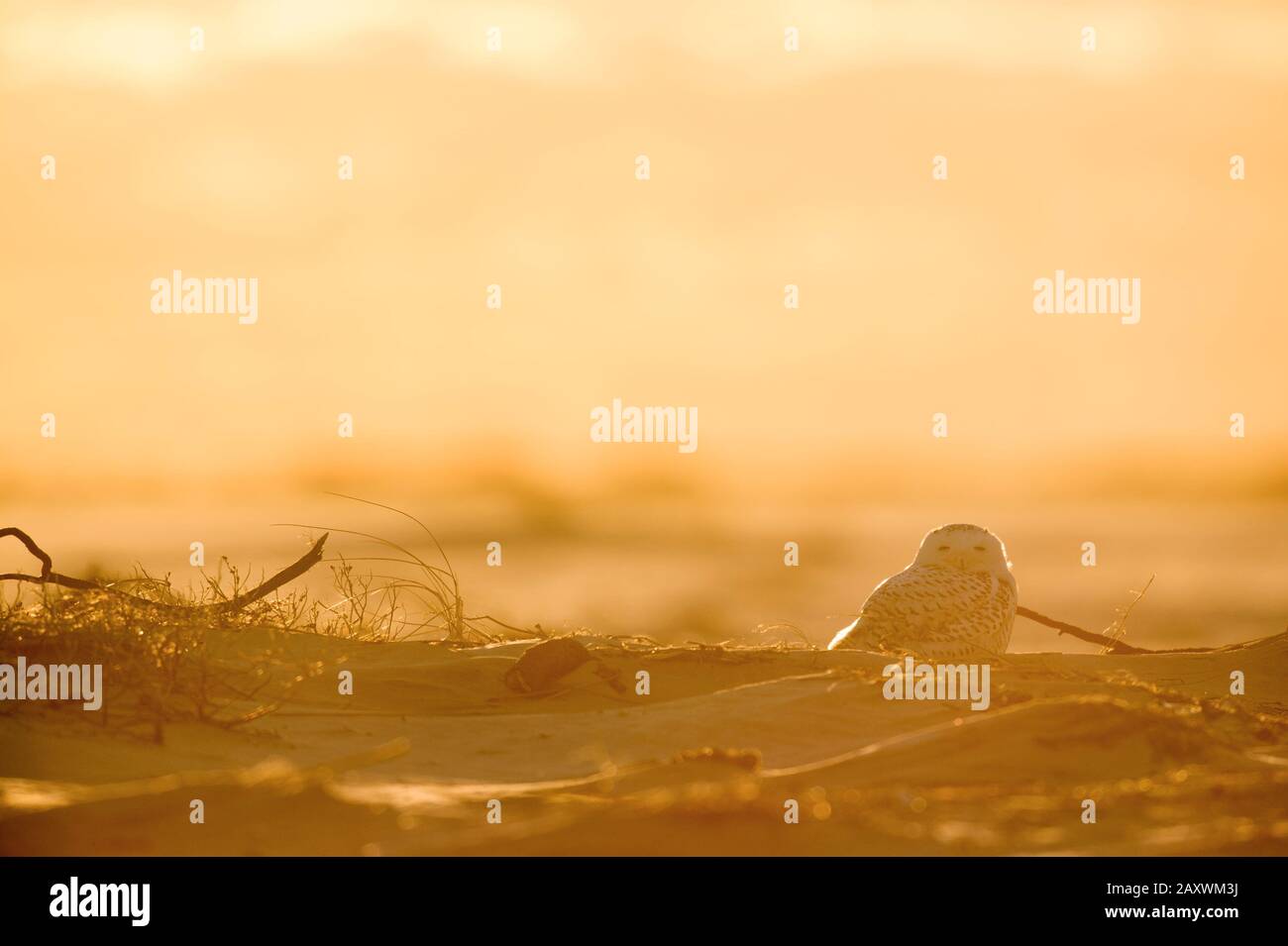 Snowy owl on a hill hi-res stock photography and images - Alamy