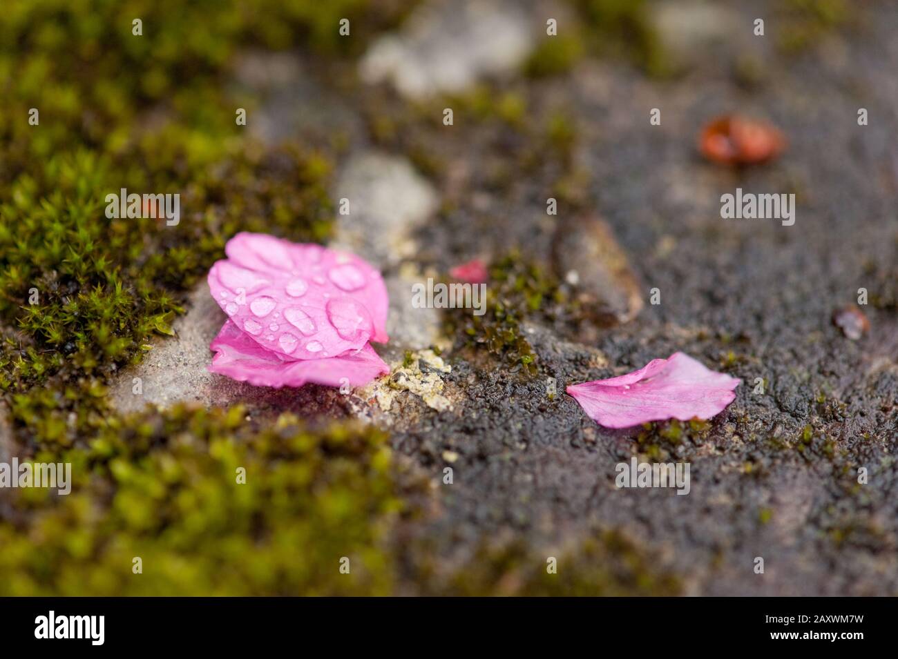 The petals of the cherry blossoms were dropped on the ground by rain ...