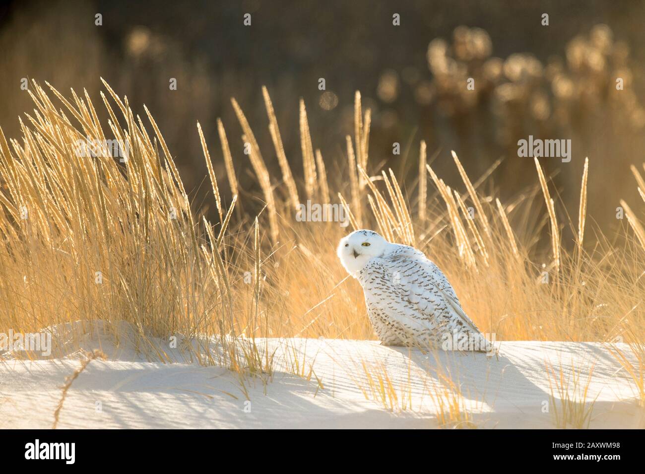 A Snowy Owl perched on a sand dune with golden glowing dune grasses ...