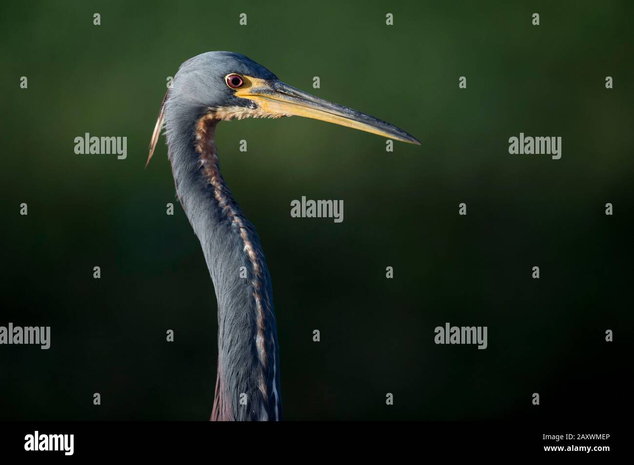 A close head shot of a Tricolored Heron showing off its yellow bill and ...