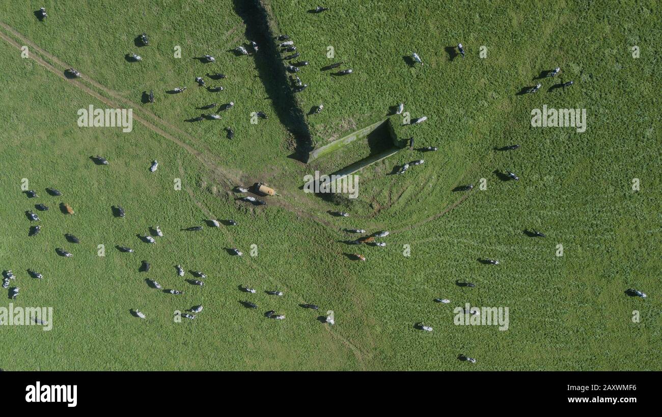 Aerial view cows calves eating hi-res stock photography and images - Alamy