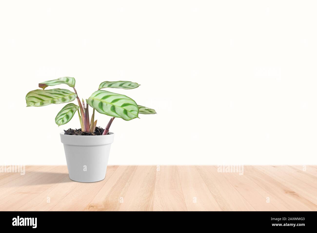 Gorgeous houseplant Maranta in a colorful pot isolated on white ...