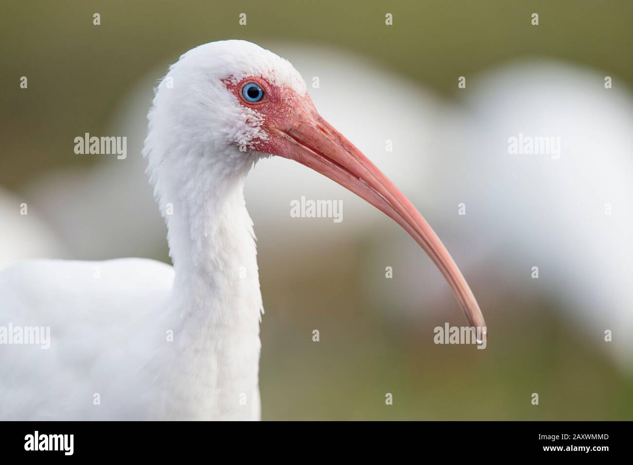 A close up portrait of a White Ibis with soft light showing off its ...