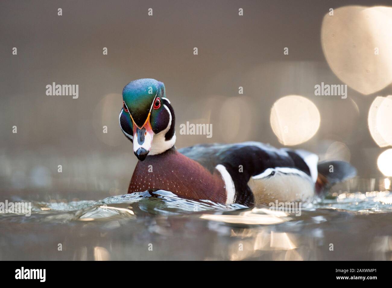 A colorful male Wood Duck swimming on sparkling water in the early ...