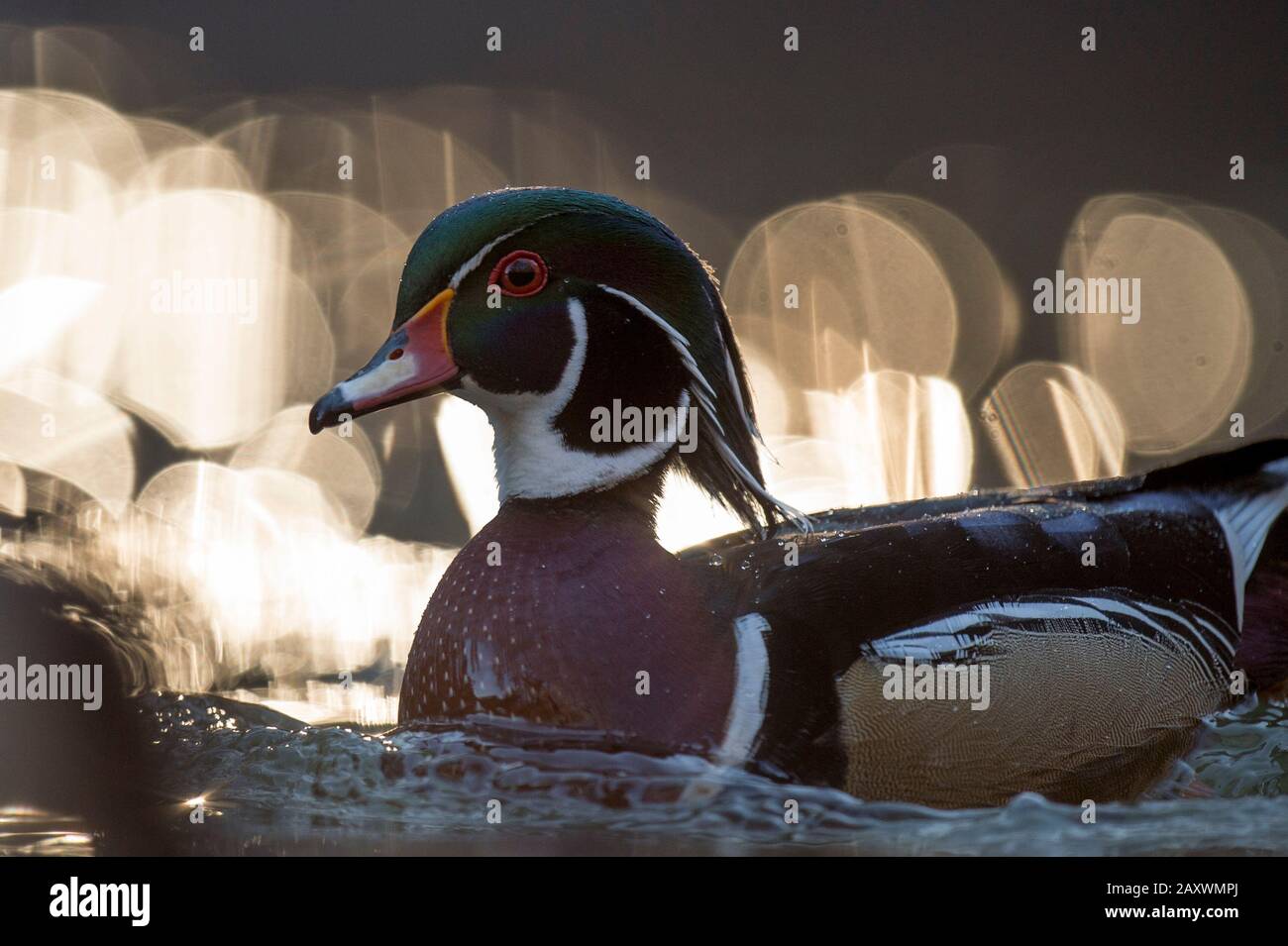 A colorful male Wood Duck swimming on sparkling water in the early ...