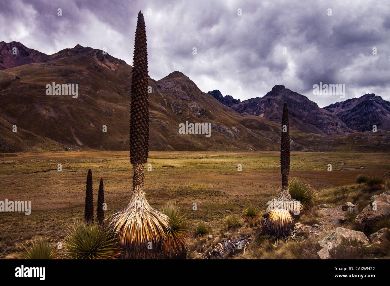 Plantas nativas nativas vegetacion hi-res stock photography and images ...