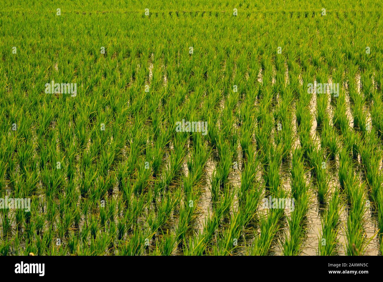 Scenic view of the rice fields, Tamil Nadu, India. Focus set on crops ...
