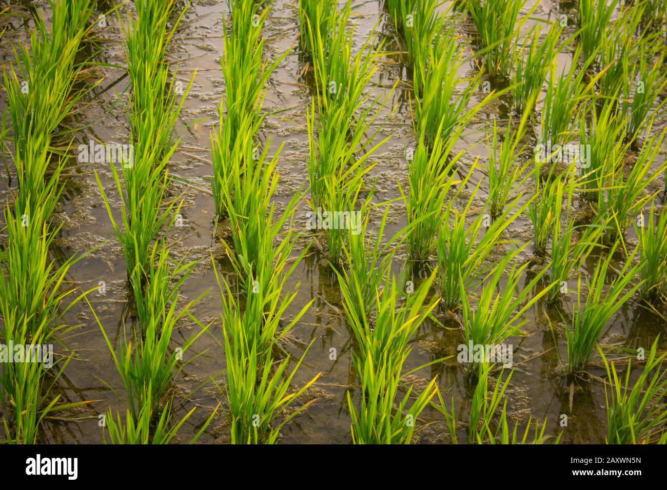 Close view of the rice fields, Tamil Nadu, India. View of Paddy fields ...