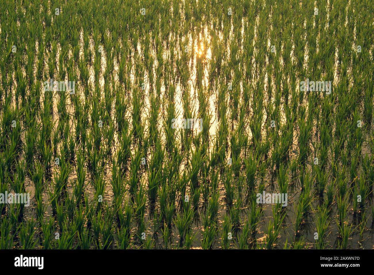 Close view of the rice fields, Tamil Nadu, India. View of Paddy fields ...