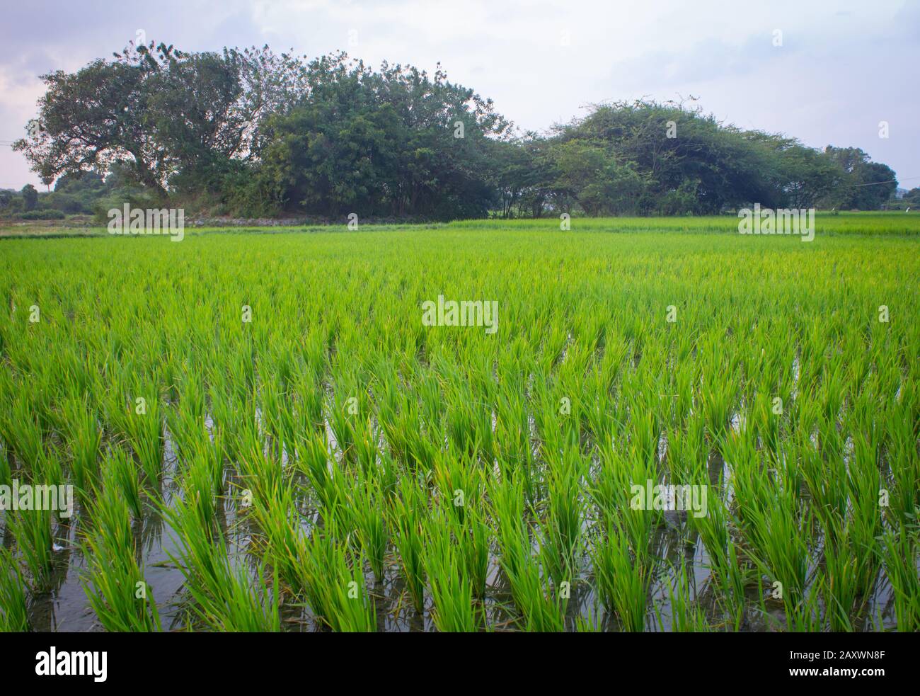 Landscape view of the rice fields, Tamil Nadu, India. View of Paddy ...