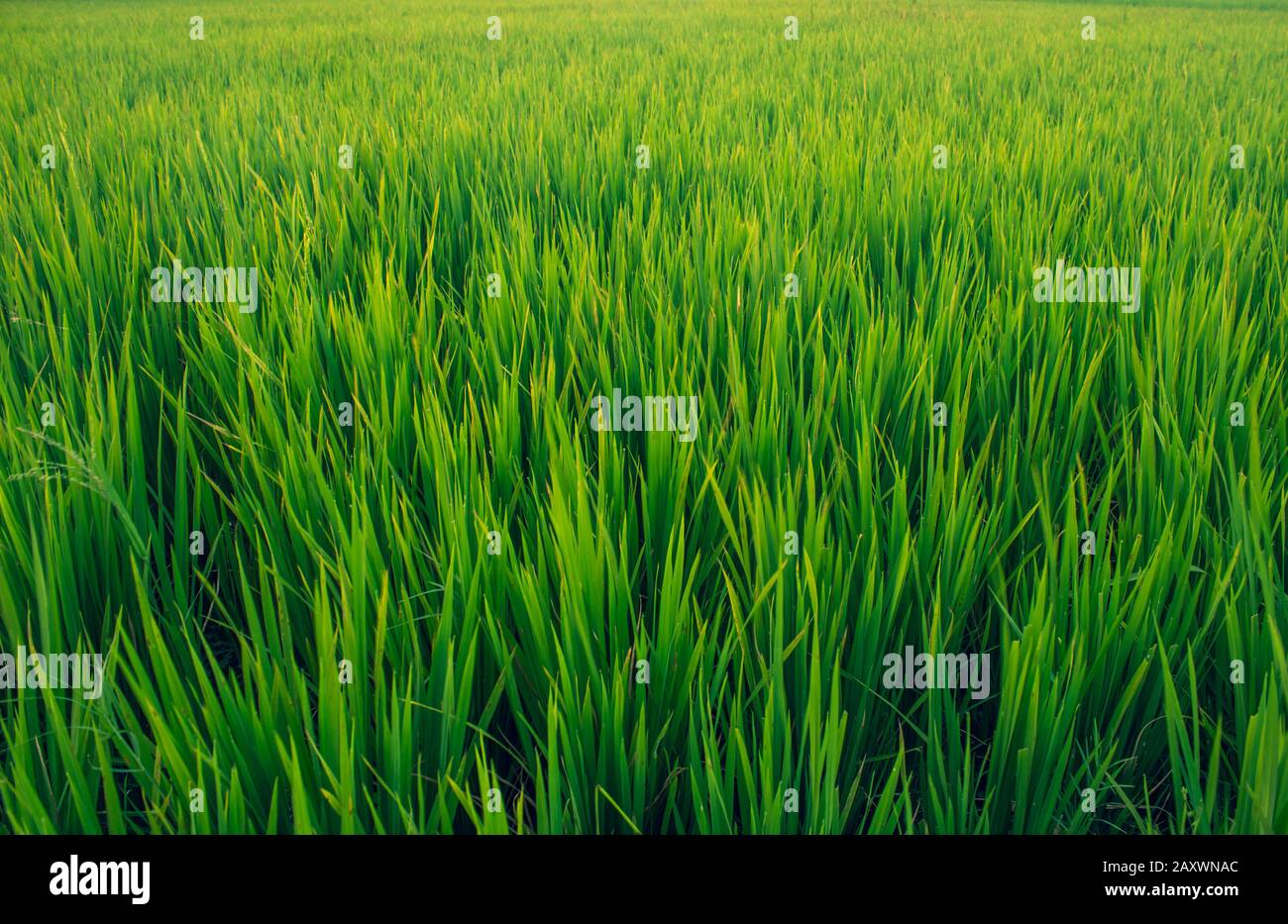 Rice Fields Of Tamil Nadu High Resolution Stock Photography and Images ...