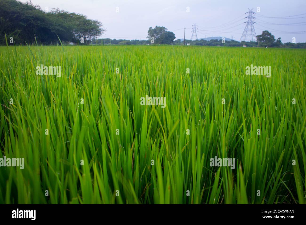 Landscape view of the rice fields, Tamil Nadu, India. View of Paddy ...