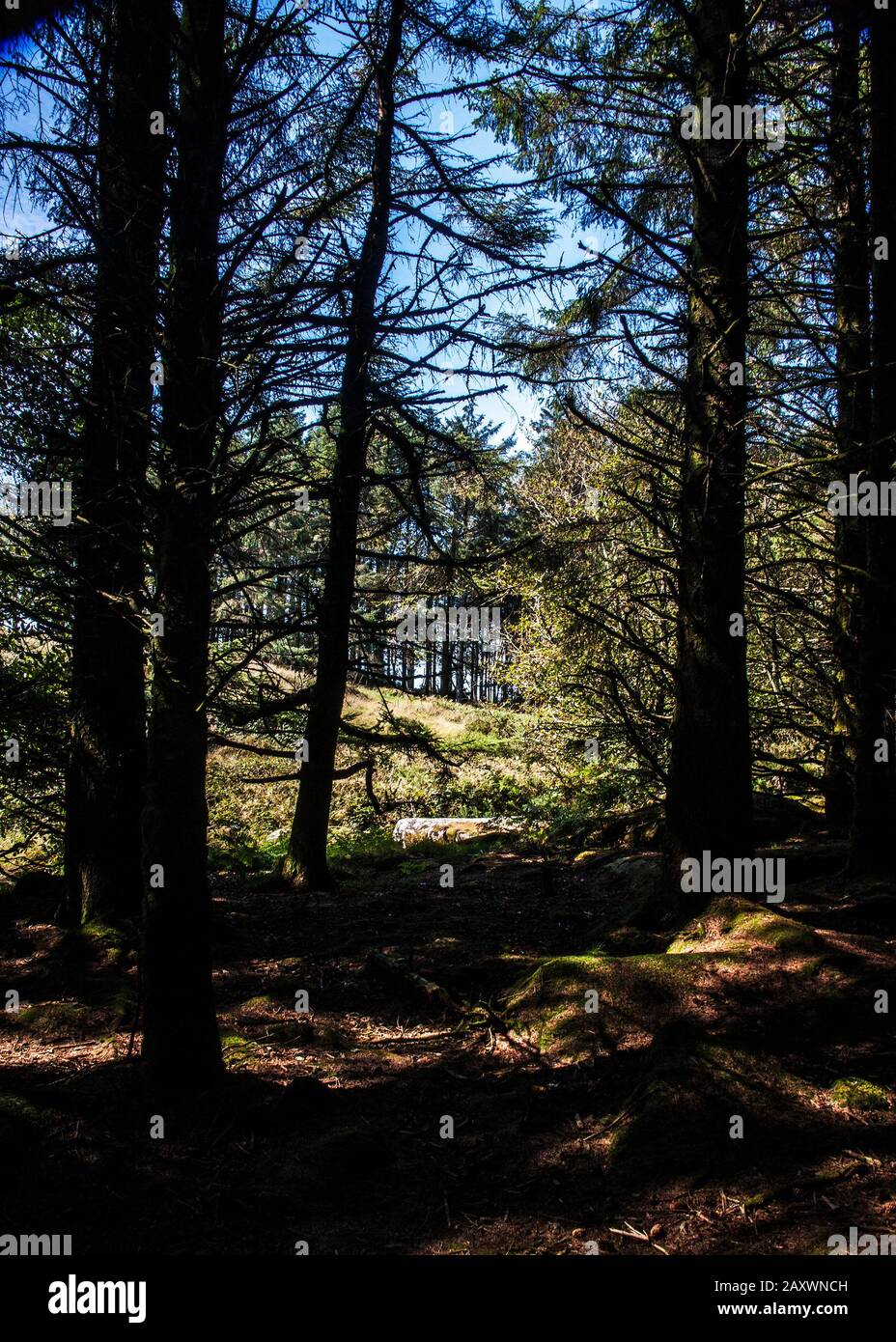 conifer wood by Garrow Tor ,Bodmin moor,cornwall Stock Photo - Alamy