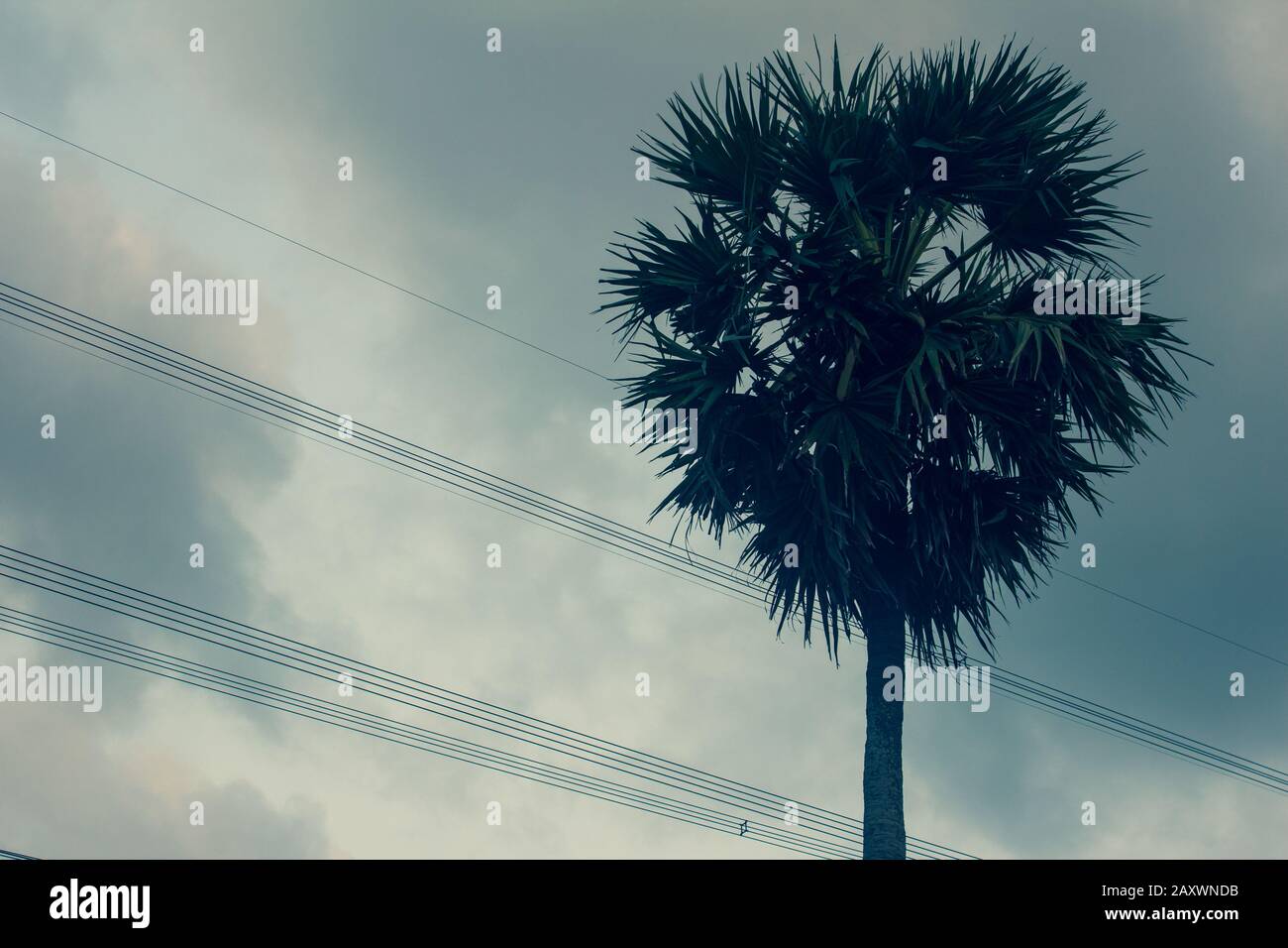 Palmyra palm tree hi-res stock photography and images - Alamy