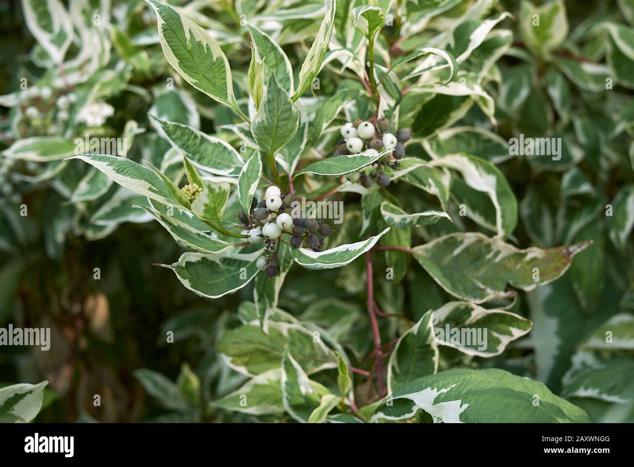 variegated leaves of Cornus alba elegantisima shrub Stock Photo - Alamy