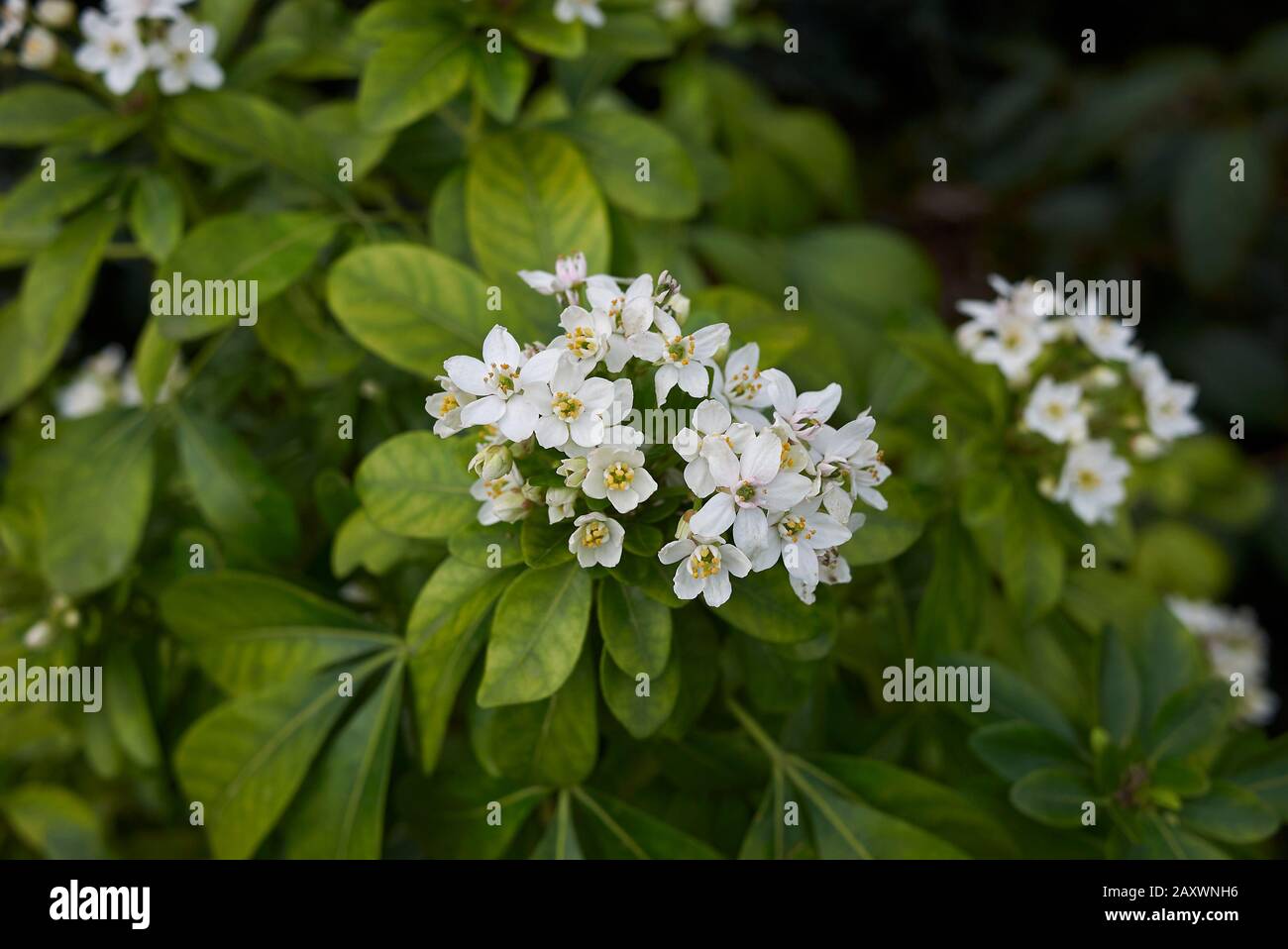 Choisya ternata shrub in bloom Stock Photo - Alamy