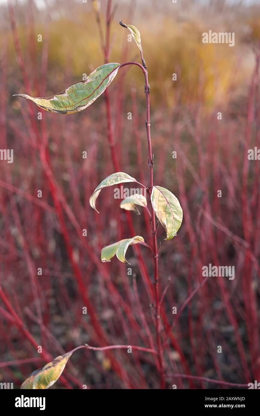 Dogwood cornus alba elegantissima hi-res stock photography and images ...
