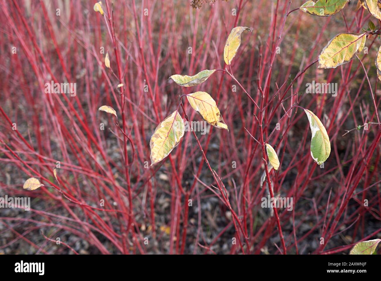 Variegated cornus elegantissima hi-res stock photography and images - Alamy