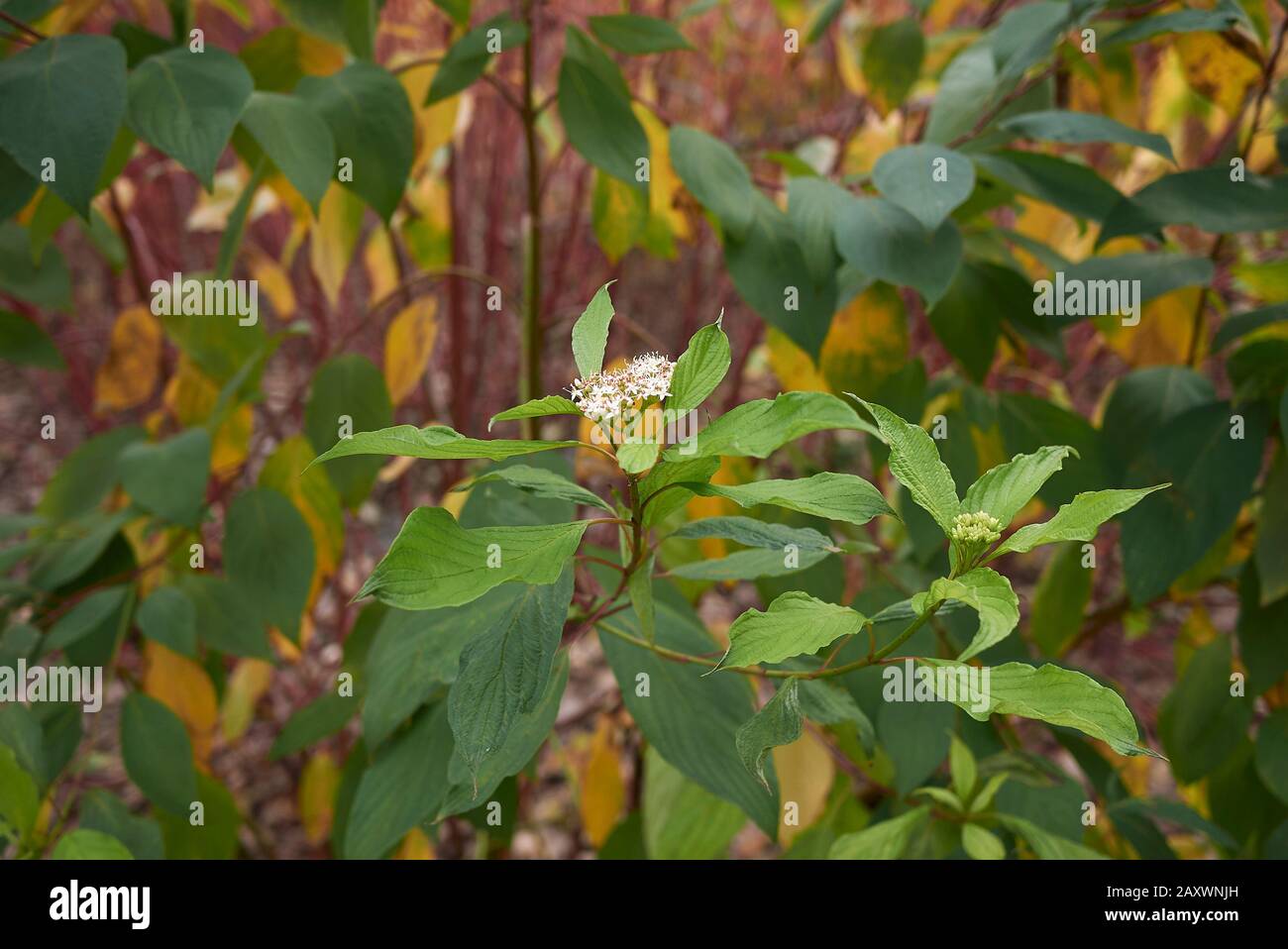Cornus alba red branches close up Stock Photo - Alamy