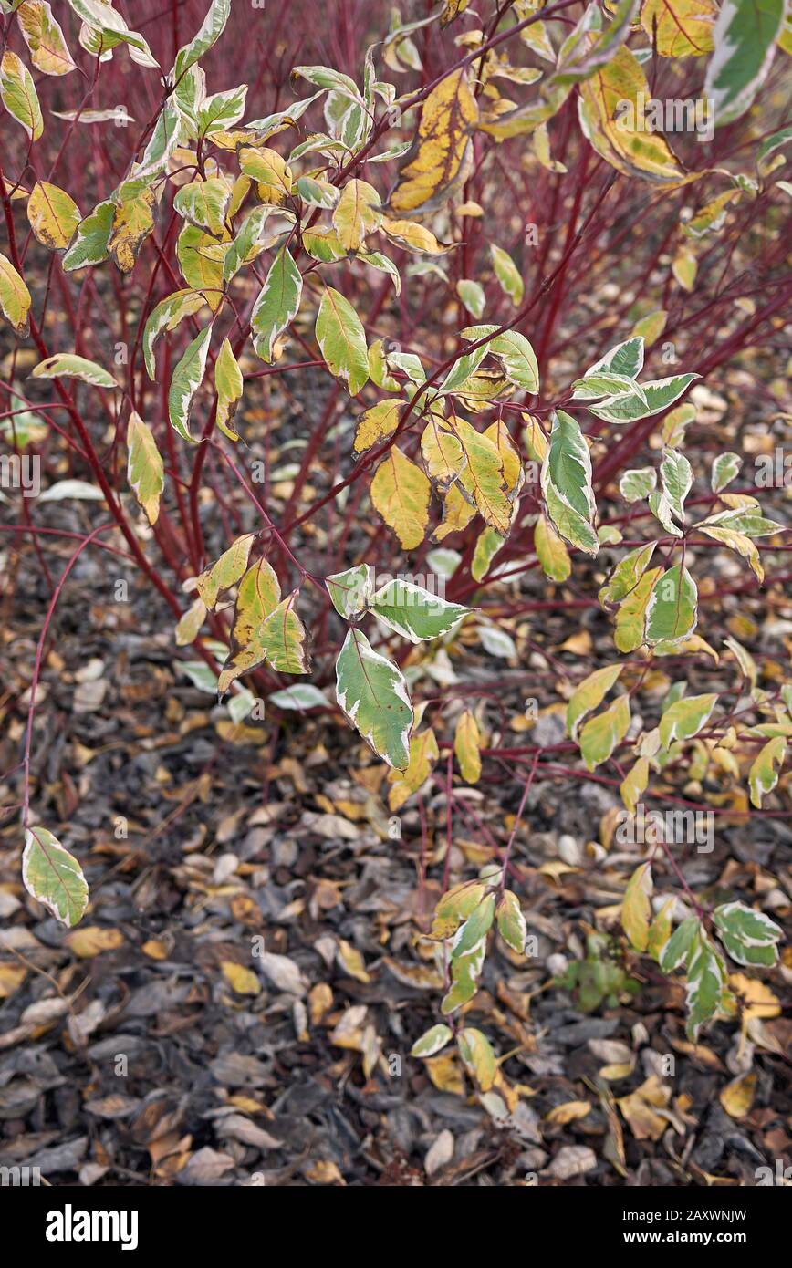 Cornus alba red branches close up Stock Photo - Alamy