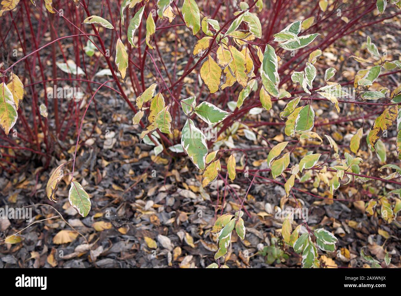 Cornus alba red branches close up Stock Photo - Alamy