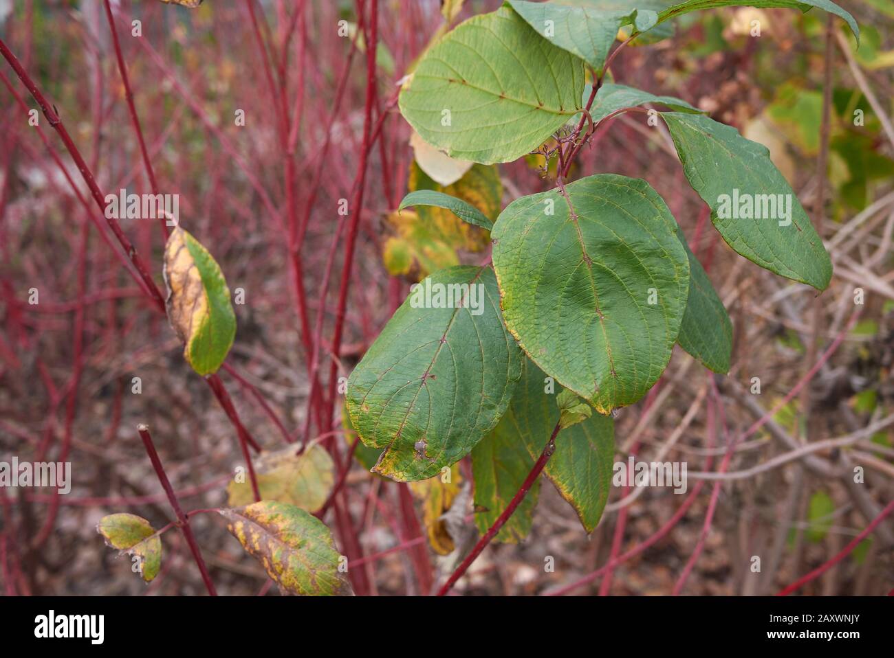 Cornus alba elegantissima hi-res stock photography and images - Alamy