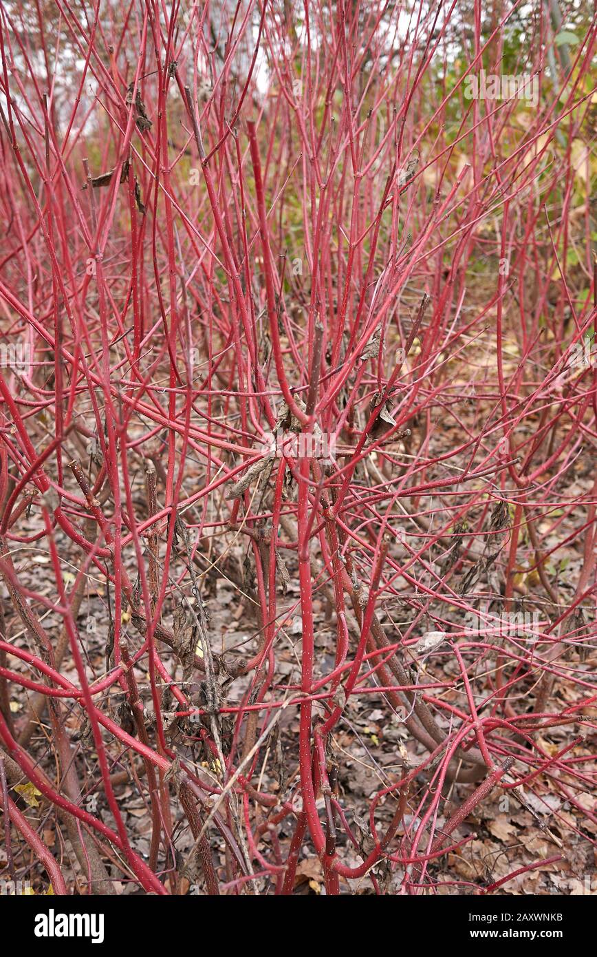Variegated siberian dogwood hi-res stock photography and images - Alamy