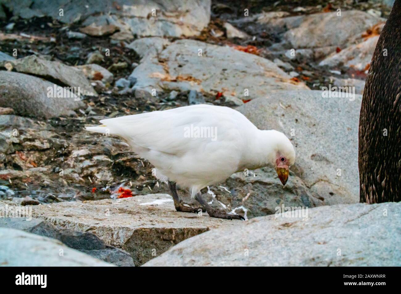 Antarctic birds hi-res stock photography and images - Alamy