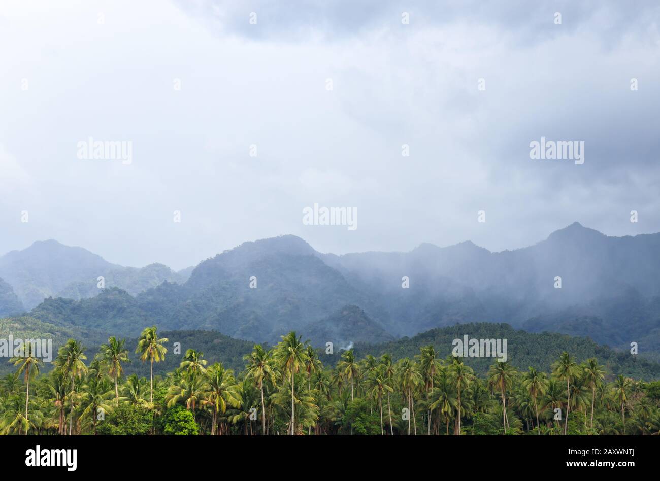 Coconut trees in leyte hi-res stock photography and images - Alamy
