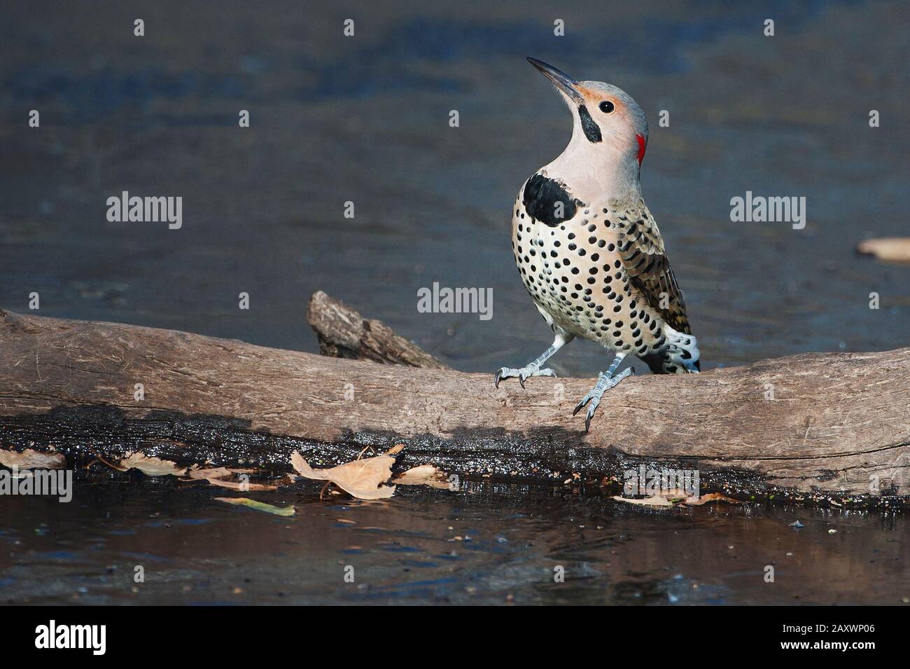 Northern yellow shafted flickers hi-res stock photography and images ...