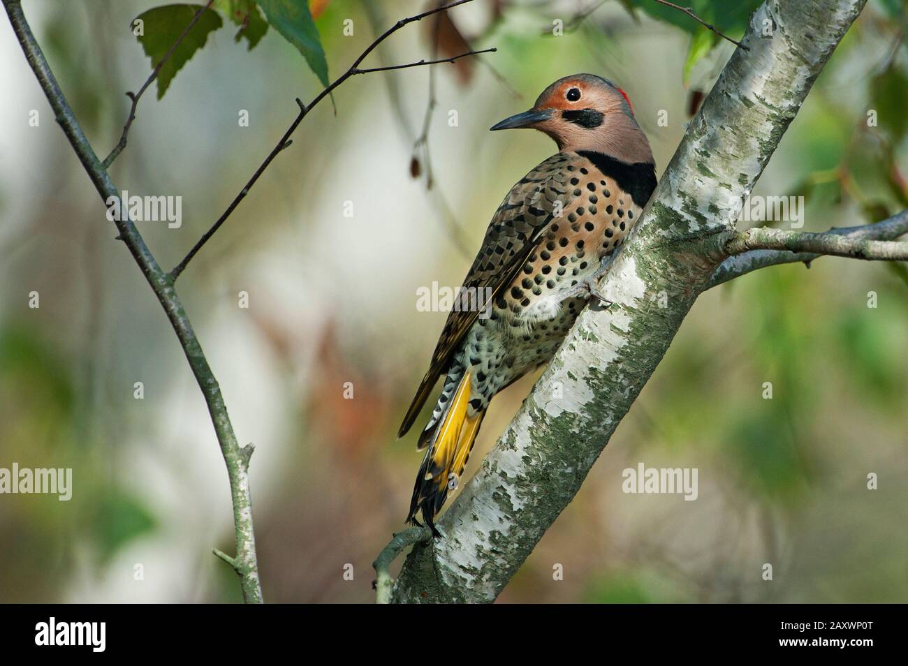 Northern yellow shafted flickers hi-res stock photography and images ...