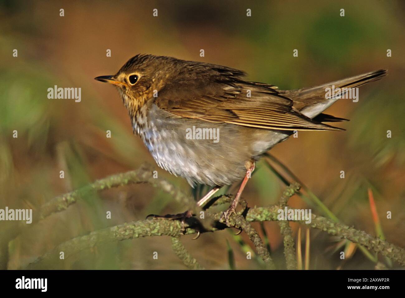 Swainsons thrush hi-res stock photography and images - Alamy