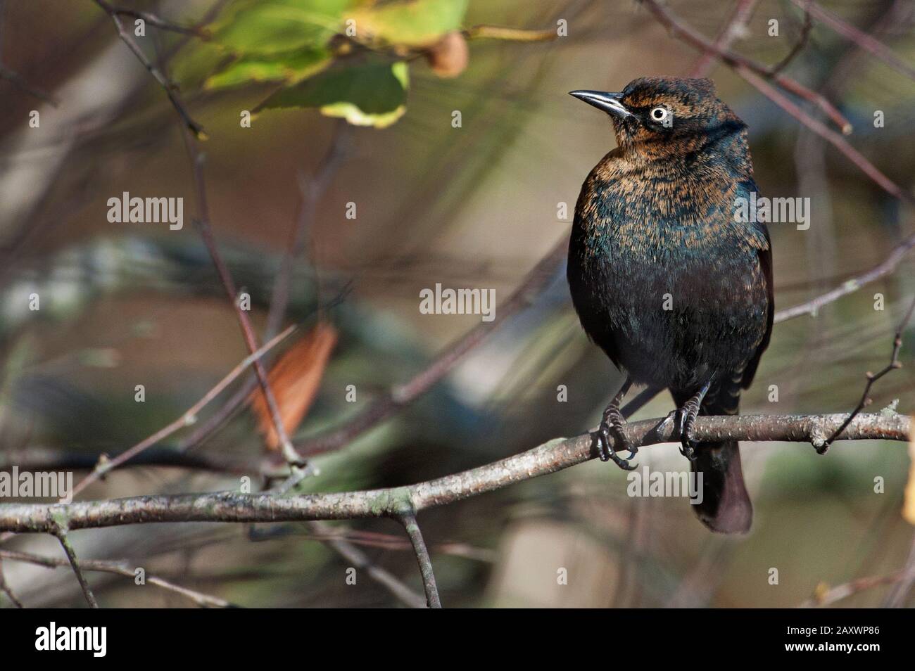 Rusty blackbird 'Euphagus carolinus' portrait Stock Photo - Alamy