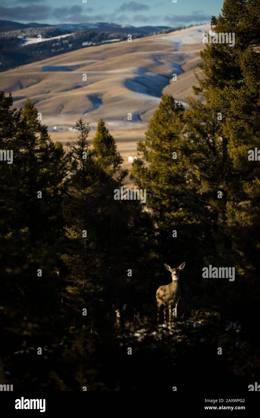 Mule deer higlighted by sunshine in the forest above the valley Stock ...