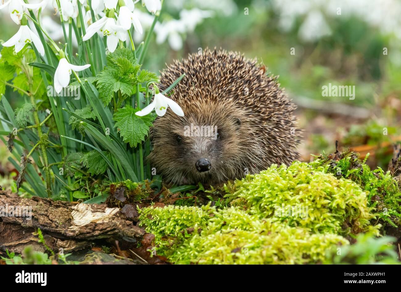 Hedgehog, (Scientific name: Erinaceus Europaeus) Wild, native, European ...