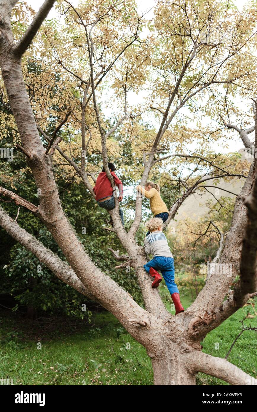 Three siblings climbing a tree in autumn Stock Photo - Alamy