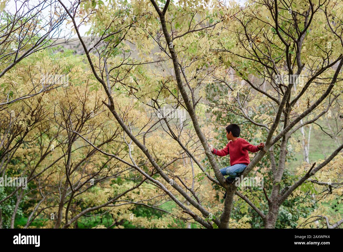 Tween boy climbing a tree in New Zealand Stock Photo - Alamy