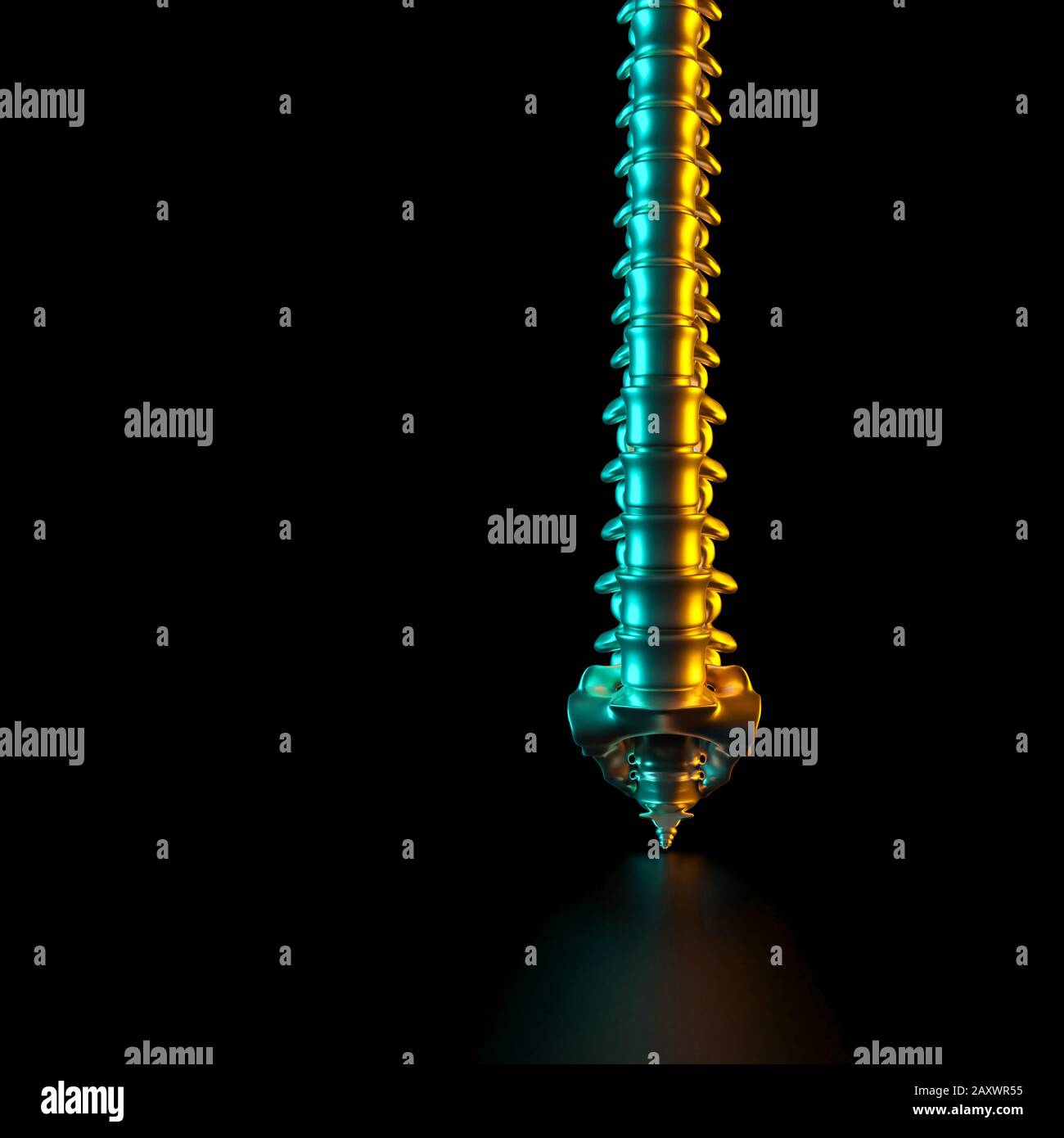 Spinal column anatomy hi-res stock photography and images - Alamy