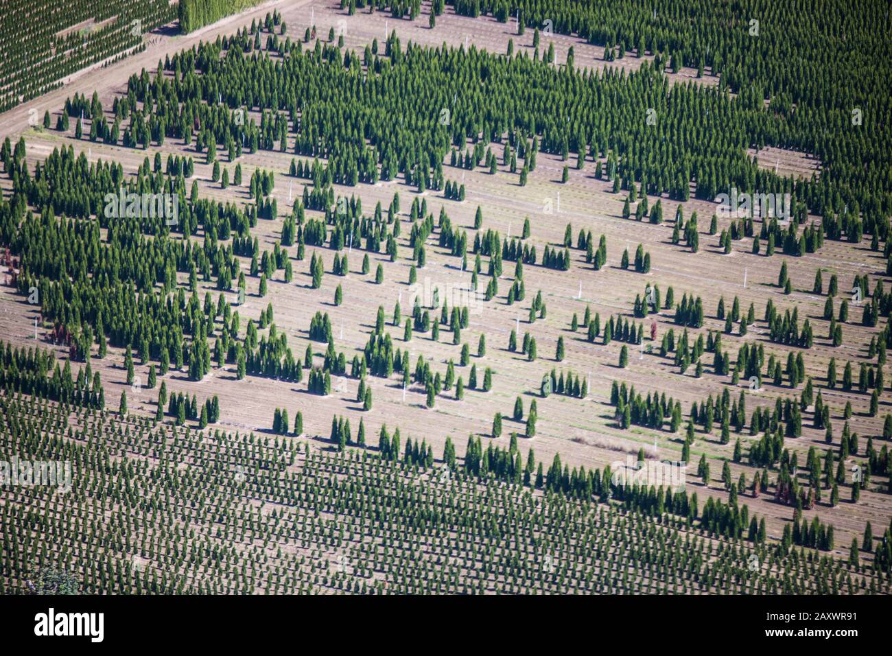 Cedar nobody plants tree hi-res stock photography and images - Alamy