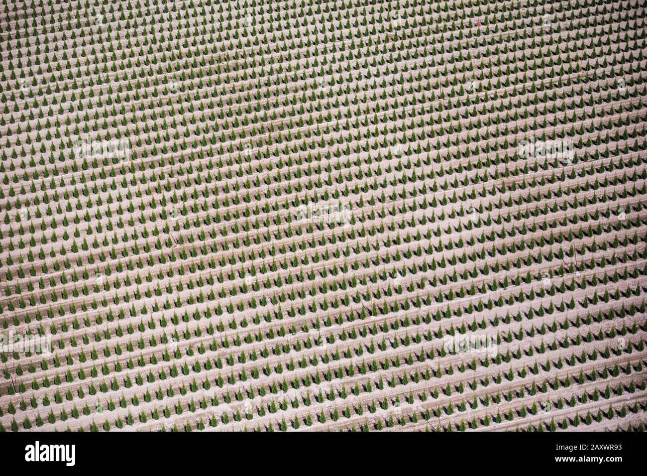 Aerial view tree nursery hi-res stock photography and images - Alamy