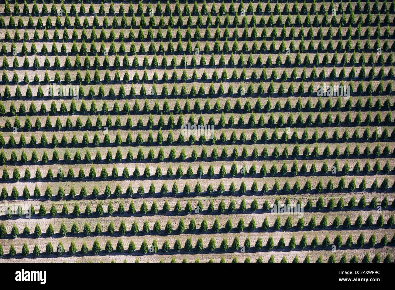 Aerial view of planted rows of evergreen trees Stock Photo - Alamy