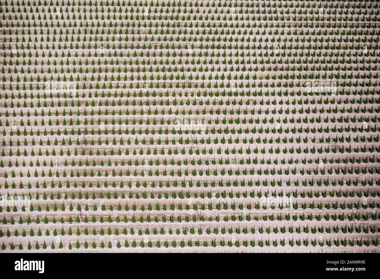 Row of cedar trees hi-res stock photography and images - Alamy