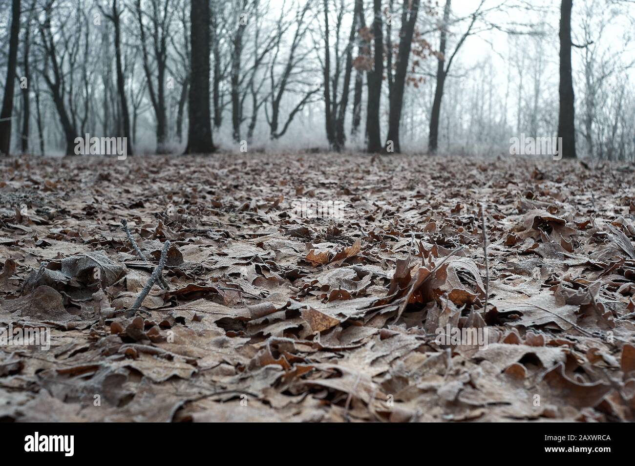 Tree without leaves winter night hi-res stock photography and images ...